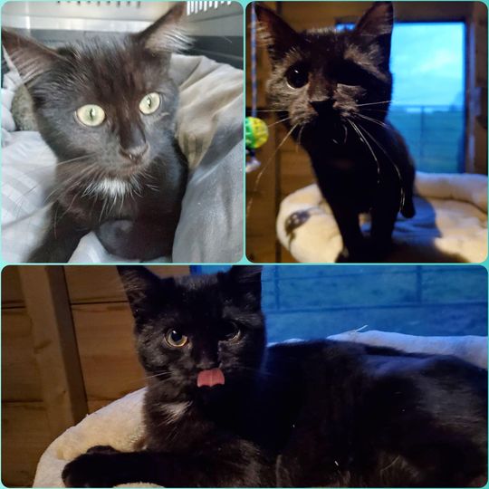 facility - Laois SPCA