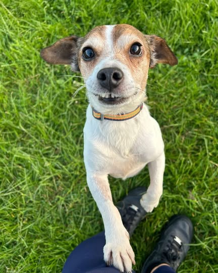 Copper - Laois SPCA