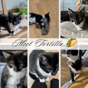 Tortilla - Laois SPCA
